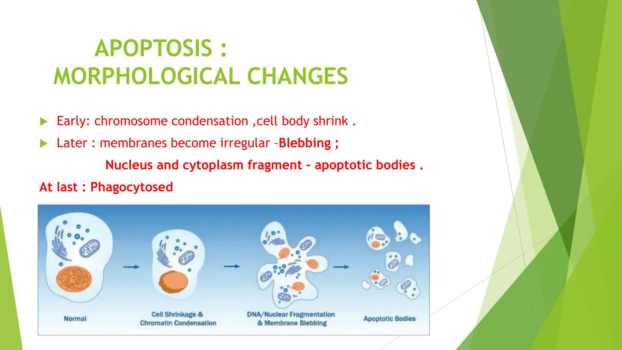 APOPTOSIS.pptx | Free Download