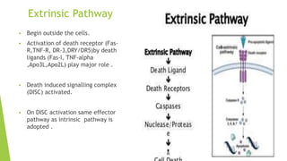 APOPTOSIS.pptx