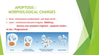 APOPTOSIS.pptx