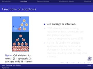 apoptosis.pdf, Pr0grammed cell death - PCD | PDF | Biological Sciences ...