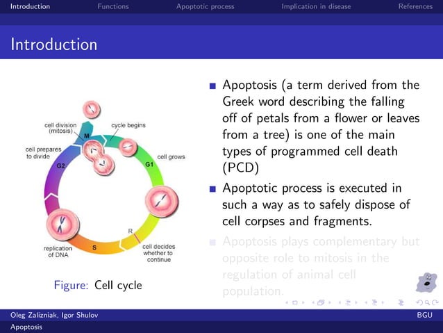 apoptosis.pdf, Pr0grammed cell death - PCD | PPT