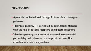 Apoptosis - programmed cell death that occurs in multicellular ...