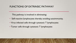 Apoptosis - programmed cell death that occurs in multicellular ...