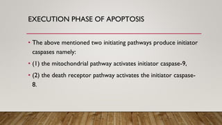 Apoptosis - programmed cell death that occurs in multicellular ...