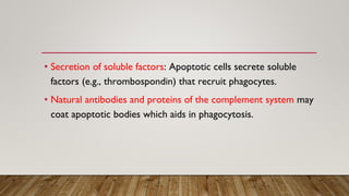 Apoptosis - programmed cell death that occurs in multicellular ...