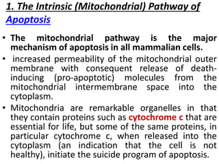 apoptosis.............................pptx