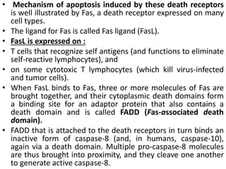 apoptosis.............................pptx