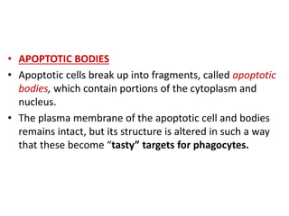 apoptosis.............................pptx