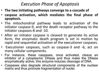 apoptosis.............................pptx