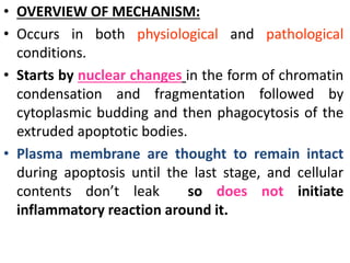 apoptosis.............................pptx