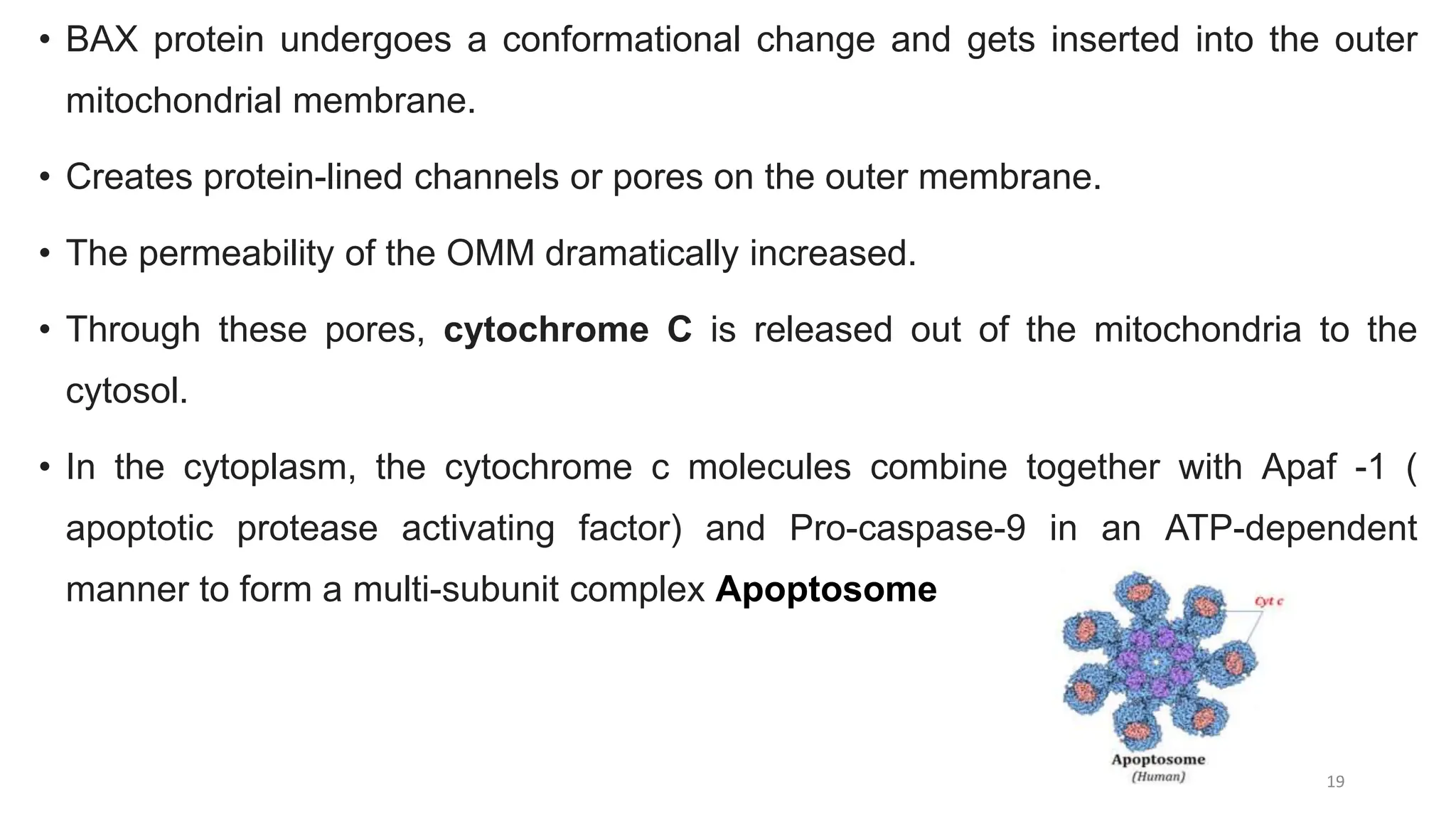Apoptosis : caspases, extrinsic and intrinsic pathways. | PPTX