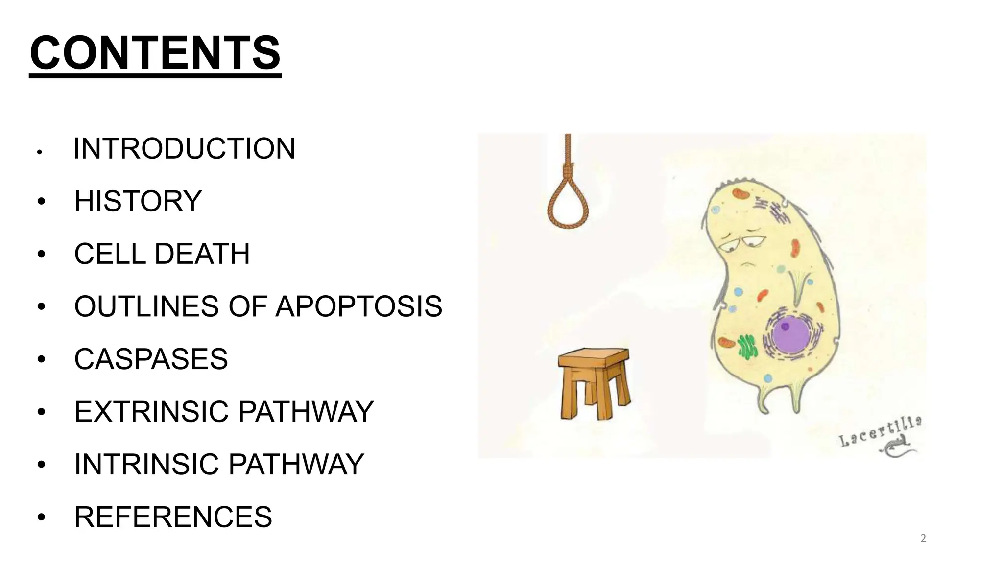 Apoptosis : caspases, extrinsic and intrinsic pathways. | PPTX