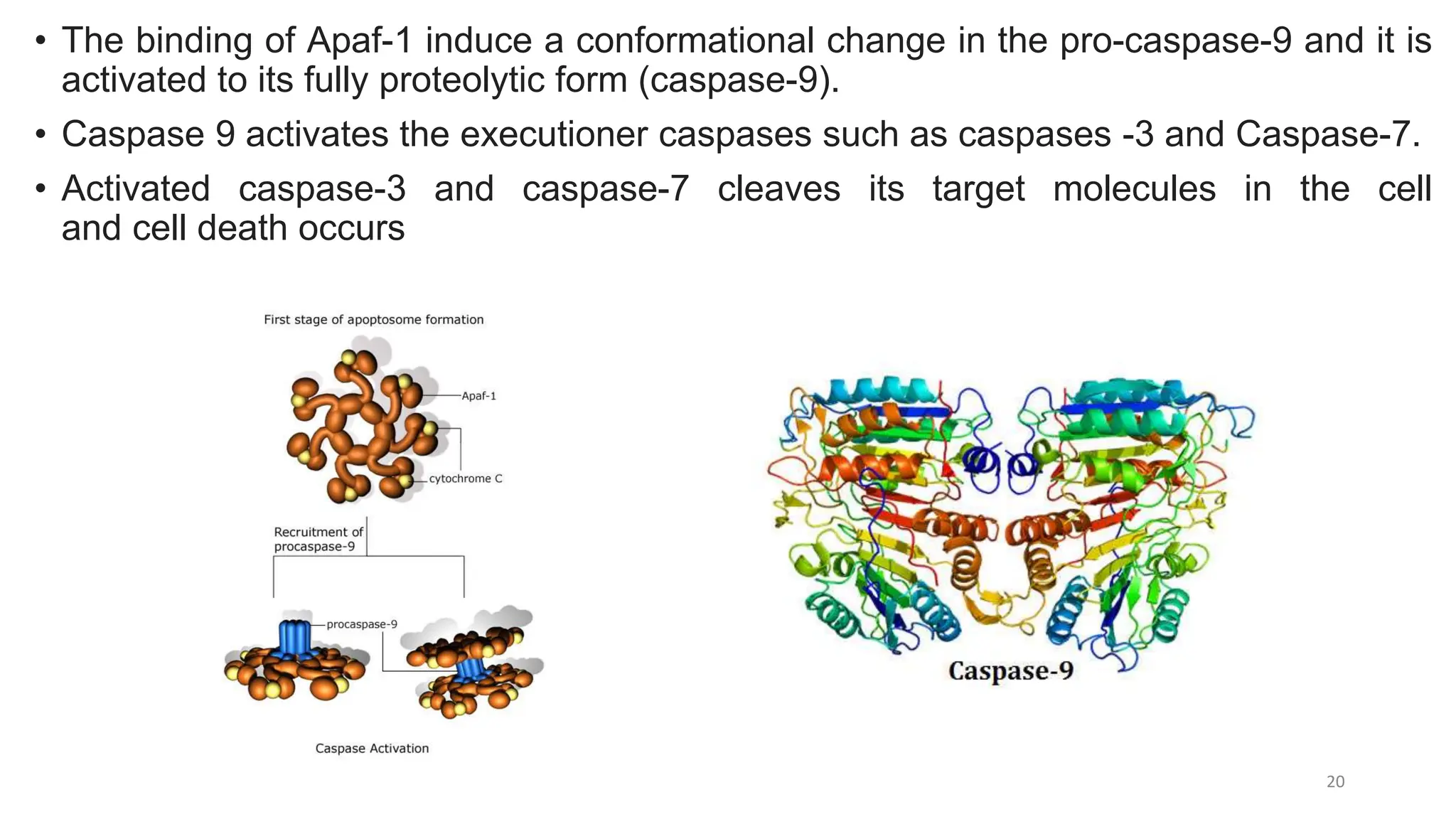 Apoptosis : caspases, extrinsic and intrinsic pathways. | PPTX
