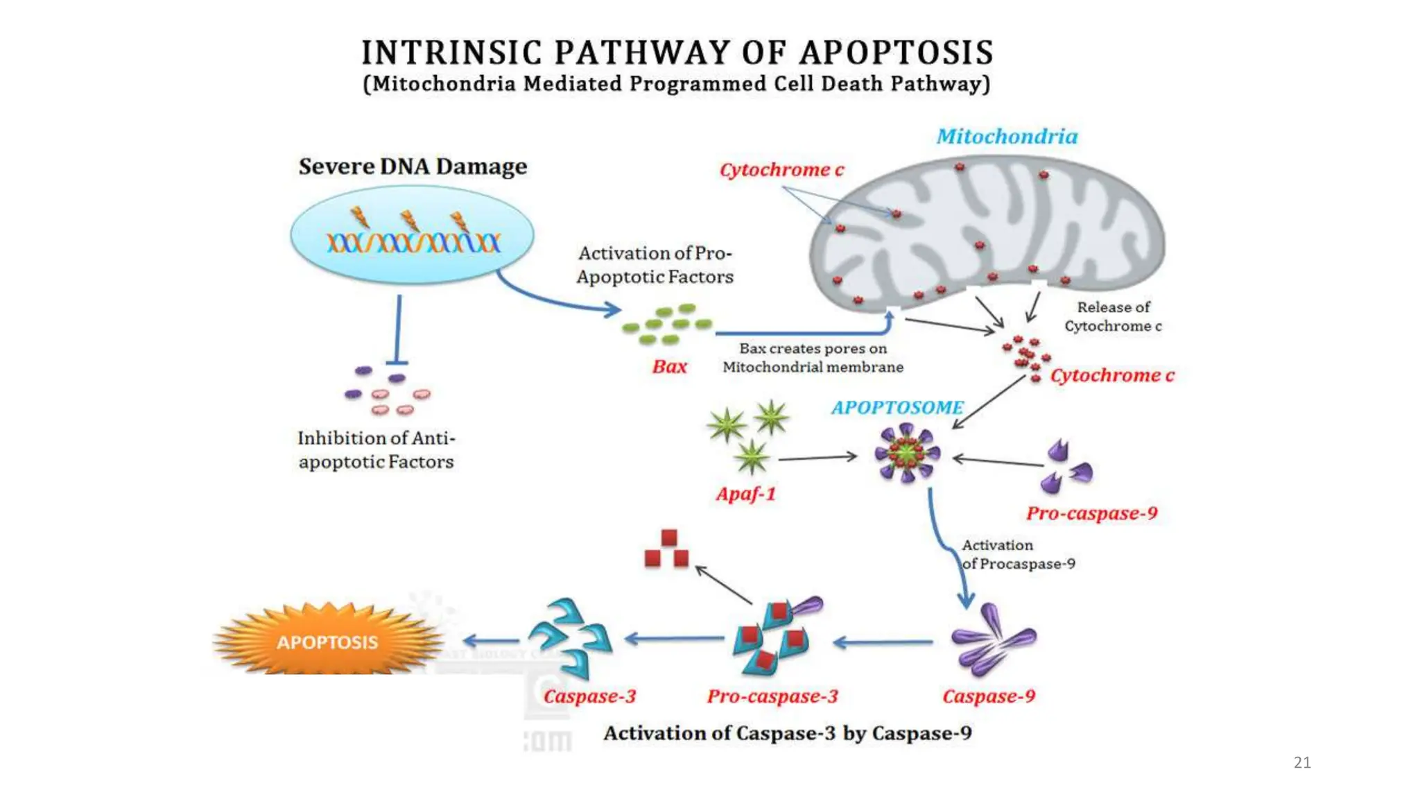 Apoptosis : caspases, extrinsic and intrinsic pathways. | PPTX