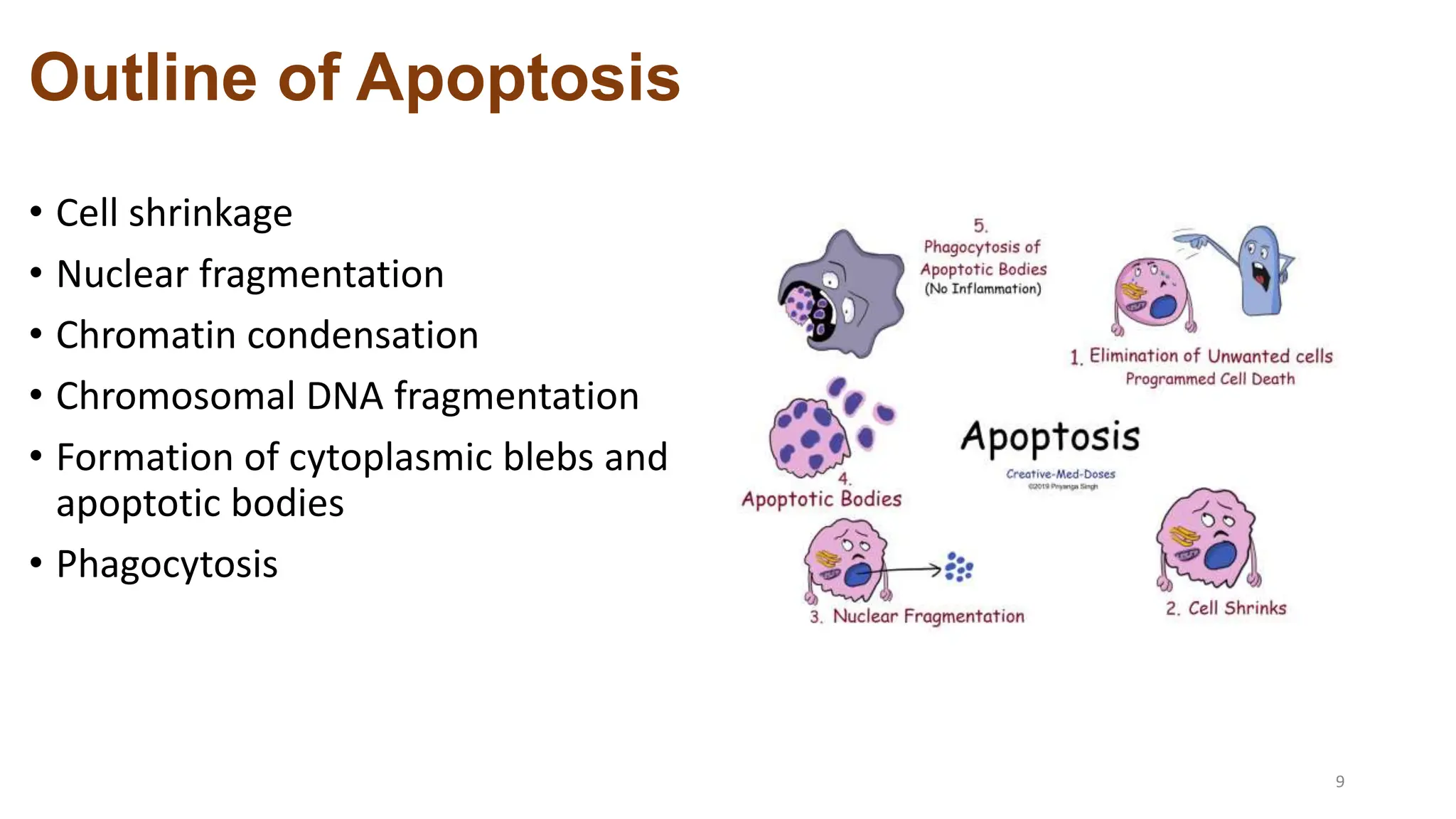 Apoptosis : caspases, extrinsic and intrinsic pathways. | PPTX