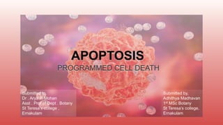 Apoptosis : caspases, extrinsic and intrinsic pathways. | PPTX