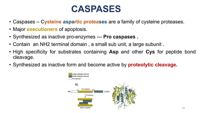 Apoptosis : caspases, extrinsic and intrinsic pathways. | PPTX ...