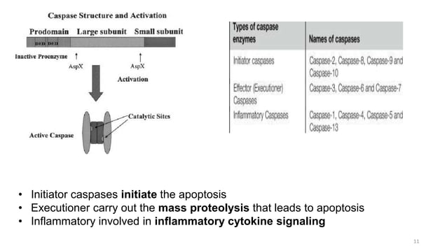 Apoptosis : caspases, extrinsic and intrinsic pathways. | PPTX | Biological Sciences | Science