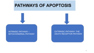Apoptosis : caspases, extrinsic and intrinsic pathways. | PPTX