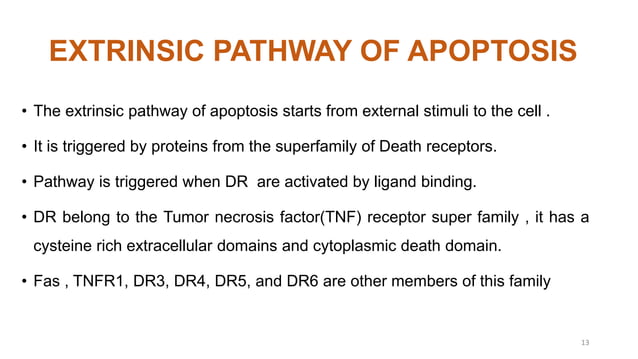 Apoptosis : caspases, extrinsic and intrinsic pathways. | PPTX | Biological Sciences | Science