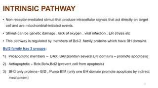 Apoptosis : caspases, extrinsic and intrinsic pathways. | PPTX