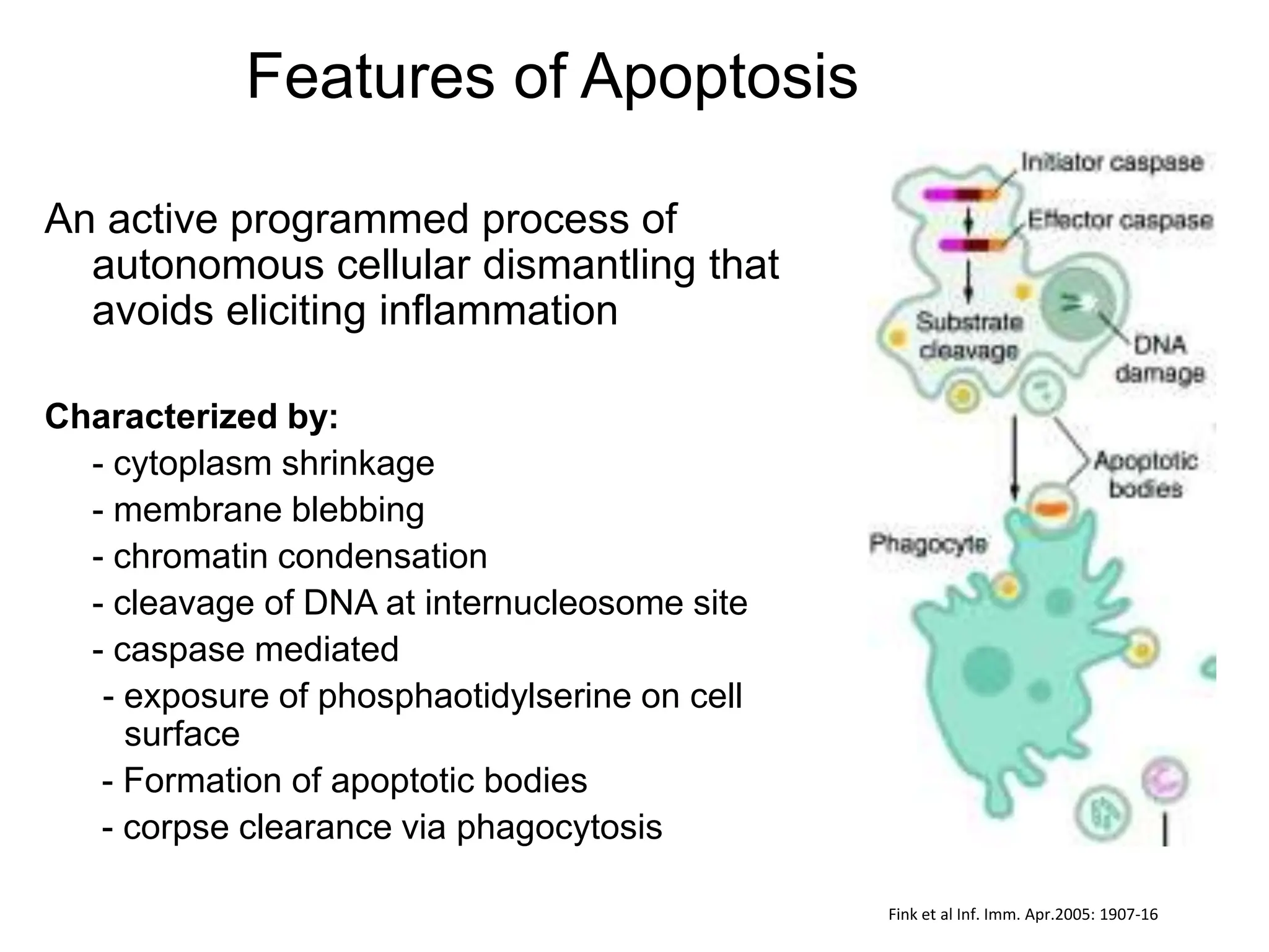 Apoptosis under physiological conditions and diseases | PPTX