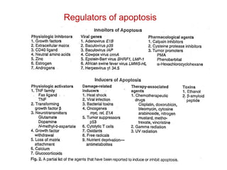 Apoptosis under physiological conditions and diseases | PPTX