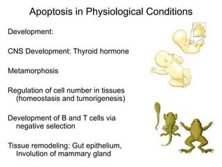 Apoptosis under physiological conditions and diseases | PPTX