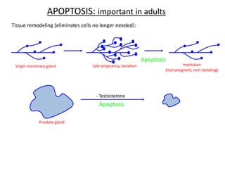Apoptosis under physiological conditions and diseases | PPTX