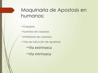 tipos de muerte celular y apoptosis.pptx