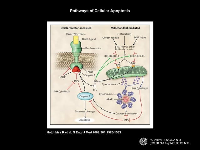 APOPTOSIS / cell death / programmed cell death | PPT