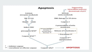 Apoptosis - Cell Death - Descriptive Pathology.pptx