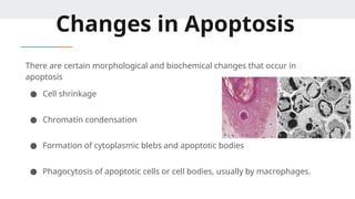 Apoptosis - Cell Death - Descriptive Pathology.pptx