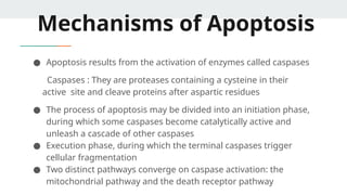 Apoptosis - Cell Death - Descriptive Pathology.pptx