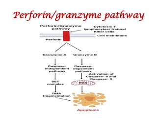 APOPTOSIS. - various mechanisms of cell death | PPTX