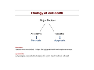 APOPTOSIS. - various mechanisms of cell death | PPTX