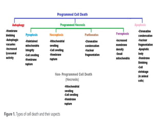 APOPTOSIS. - various mechanisms of cell death | PPTX