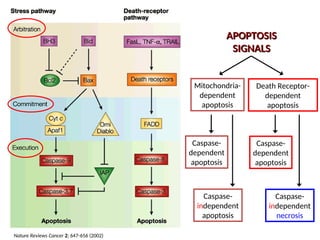 Apoptosis. and mechanism of cell death ppt | PPT