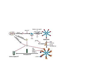 Apoptosis. and mechanism of cell death ppt | PPT