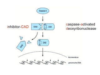 Apoptosis. and mechanism of cell death ppt | PPT