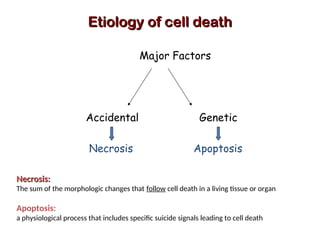 Apoptosis. and mechanism of cell death ppt | PPT