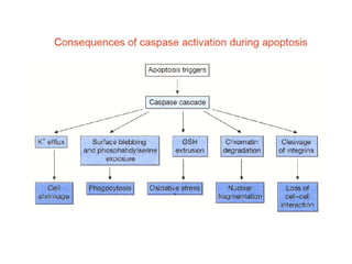 Apoptosis. and mechanism of cell death ppt | PPT