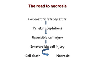 Apoptosis. and mechanism of cell death ppt | PPT