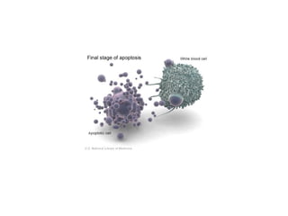 Apoptosis. and mechanism of cell death ppt | PPT