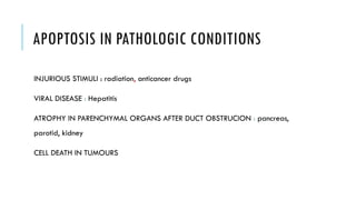 apoptosis pathogenesis powerpoint presentation | PPTX
