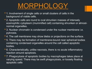 APOPTOSIS-PARAMEDICAL LECTUR for teaching everdayE.pptx