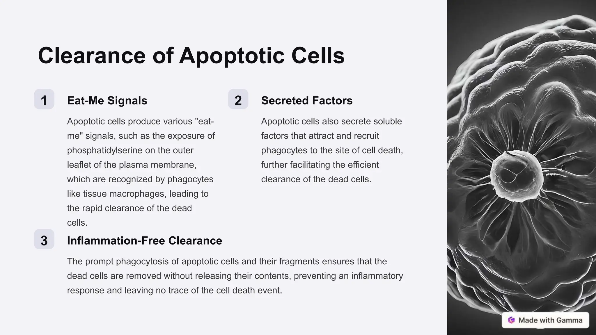 Apoptosis-The-Programmed-Cell-Death.pptx