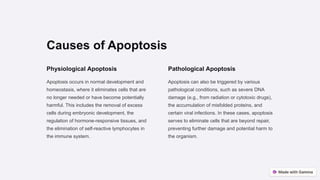 Apoptosis-The-Programmed-Cell-Death.pptx