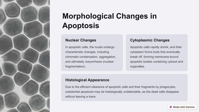 Apoptosis-The-Programmed-Cell-Death.pptx