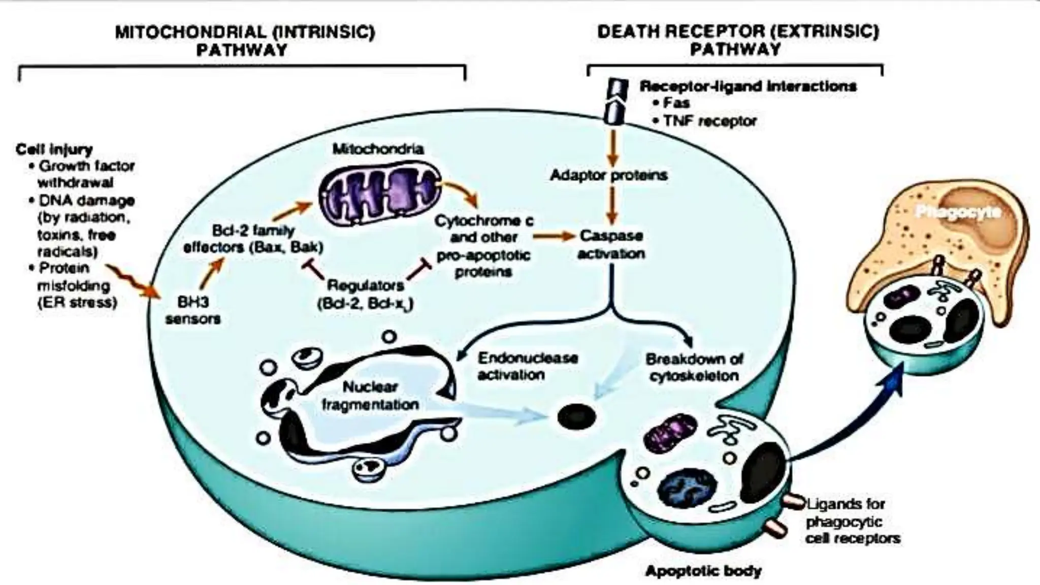 Apoptosis pathology medical laboratory' (1).pptx